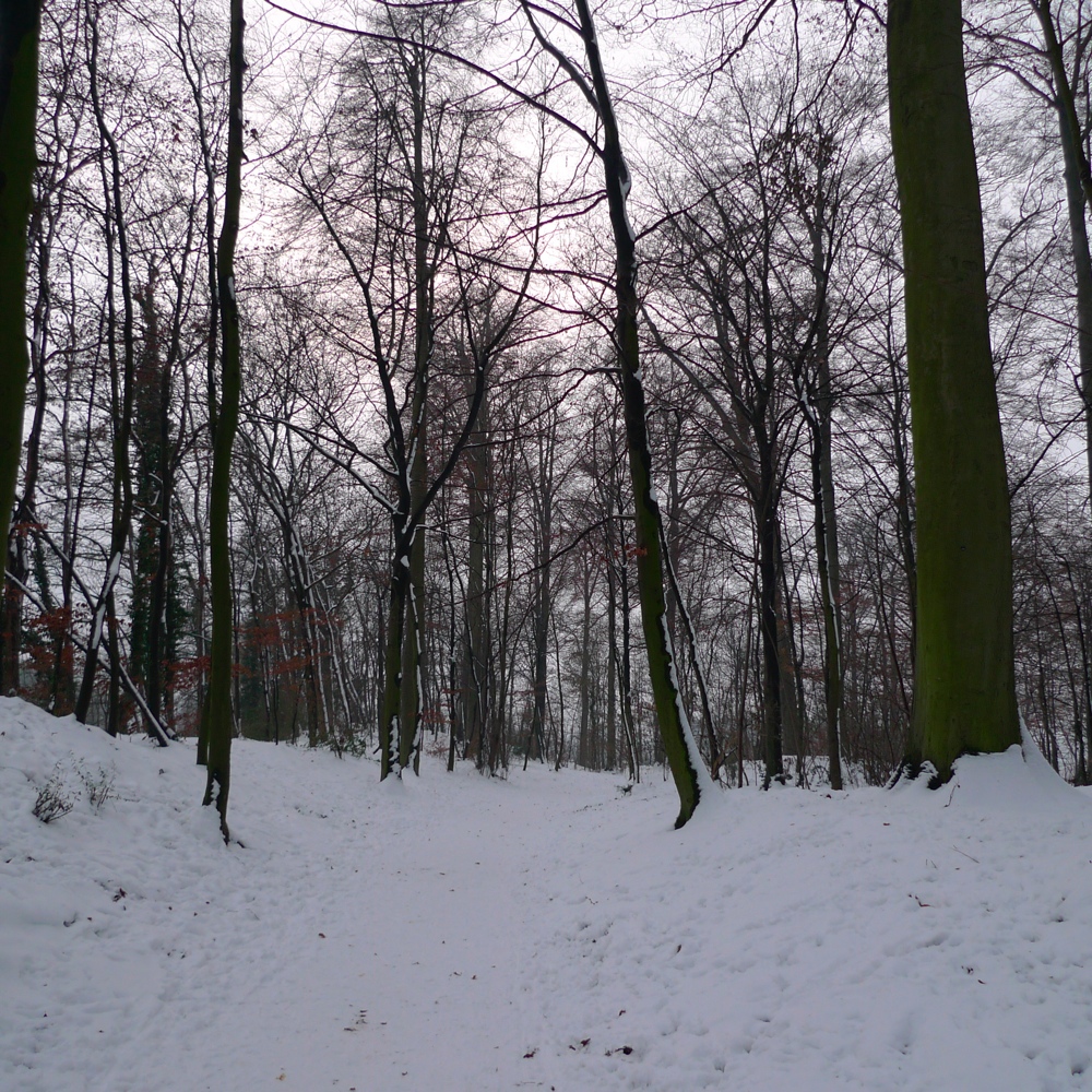 parc forest winter « supernaut